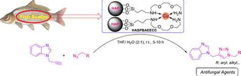 鱼鳞衍生的羟基磷灰石二氧化硅丙基双氨基乙氧基乙烷亚铜络合物（haspbaeecc）作为新型杂化纳米催化剂的合成，用于高效合成新的苯并咪唑 1 2 3 三唑杂化类似物作为抗真菌剂