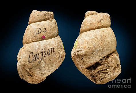 Fossil Gastropod 3 Photograph By Natural History Museum London Science Photo Library Pixels