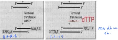 Chapitre Les Outils Enzymatique Polymerases Flashcards Quizlet