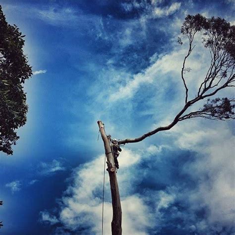 Tree Removals Melbourne Tree Cutting Trimming