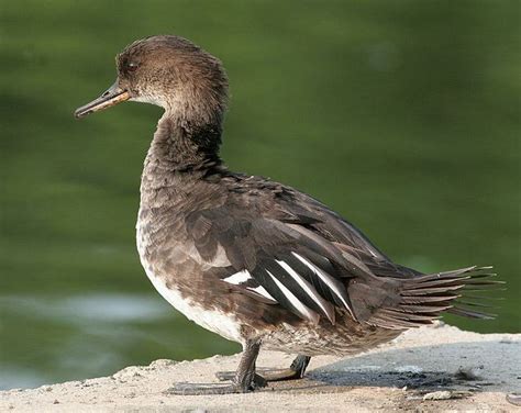 Hooded Merganser Juvenile Male