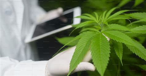 의료용 대마초 농장의 개념 태블릿을 사용하여 대마초 Sativa 실내 농장에 대한 데이터를 수집하는 과학자 사진