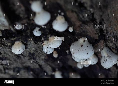 The Fascinating World Of Autumnal Woodland And Grassland Fungi Credit