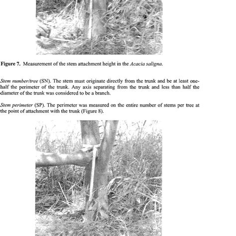 Measurement Of The Stem Perimeter In The Acacia Saligna Download