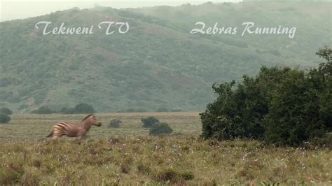 Blur Object Detection Dataset By Yz C