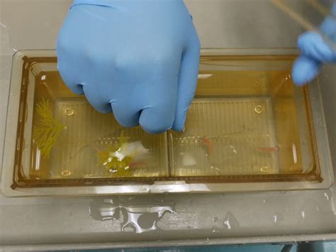 Multi Photon Time Lapse Imaging To Visualize Development In Real Time Visualization Of