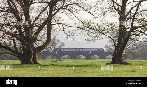 Northern Rail Class 158 Train 158796 Crossing Melling Viaduct On The