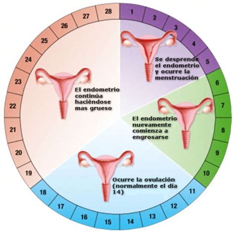 Cuáles son los días fértiles Menstrual cycle Menstruation Menstrual
