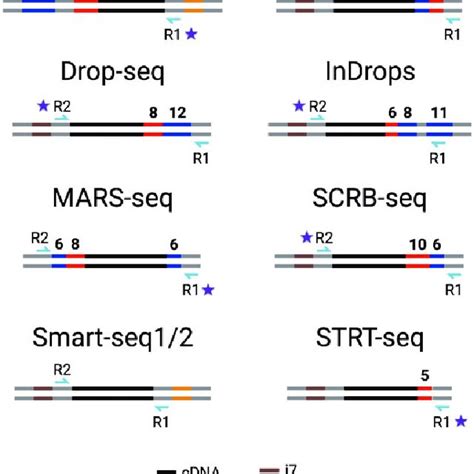 Two Common Workflows Of Generating Scrna Seq Libraries Many Methods