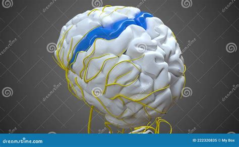 Brain Precentral Gyrus Anatomy For Medical Concept 3d Stock