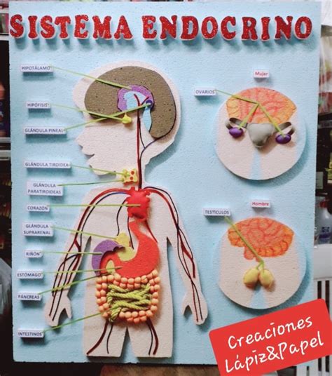 LÁpiz Y Papel Maqueta Del Sistema Endocrino 🤯 🤩 Facebook