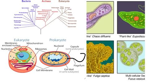 Simple Diffusion Definition Principle Examples Applications Biology Notes Online