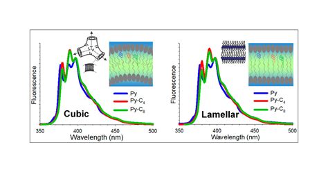 Evidence Of Increased Hydrophobicity And Dynamics Inside The Tail Region Of Glycolipid Self