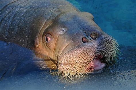 Walrus Aquatic Blubber Fat Photo Background And Picture For Free