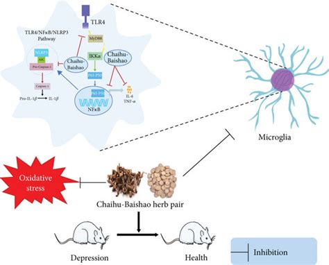 Active Compounds In Chaihu Baishao Inhibit Inflammation And Relieve