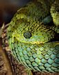 基伍树蝰Atheris hispida主要分布于中非