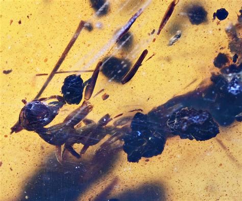 Rare Haidomyrmex Hell Ant Fossil Inclusion In Burmese Amber Etsy