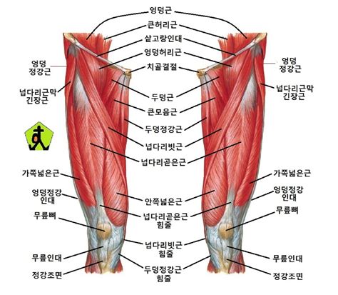 허벅지 대퇴부 넙다리 근육명칭 네이버 블로그