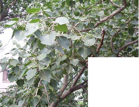 白杨 中药学 医学