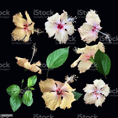 黄色の花 Hibiscuses と黒い背景に分離した葉のセットです アーモンドのストックフォトや画像を多数ご用意 アーモンド