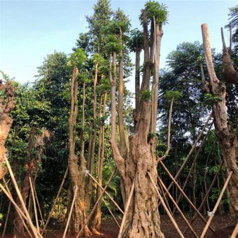 Jual Pohon Pule Fosil Usia Tua Untuk Tanaman Hias