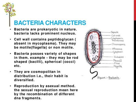 Species Concept Of Prokaryotes