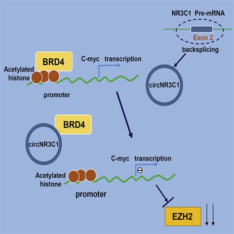 Circnr3c1 Suppresses Bladder Cancer Progression Through Acting As An