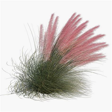 Muhlenbergia Capillaris Pink Muhly Grass 04 3d Model Cgtrader