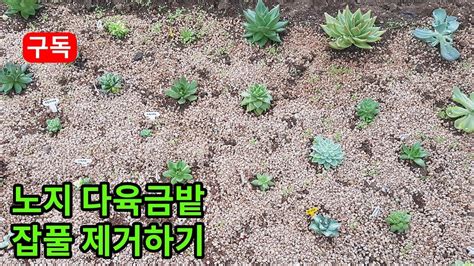 노지 다육금밭 잡풀 제거하기 Youtube