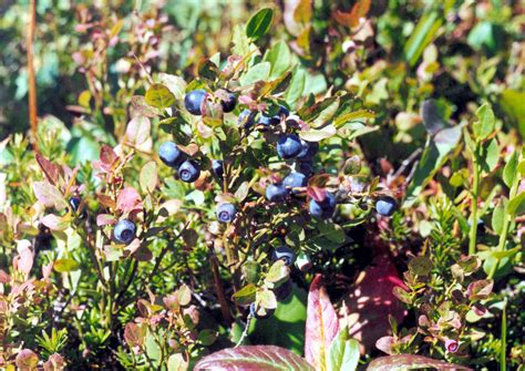 Черника, черничник, чорница, черника обыкновенная - Vaccinium myrtillus ...