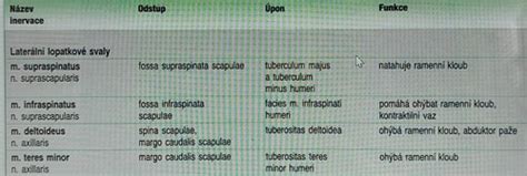 Svaly Flashcards Quizlet