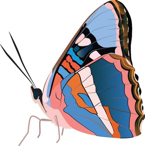 Premium Vector Buterfly
