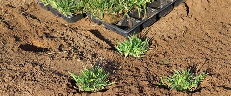 Bermuda Grass Plugs Everglades Equipment Group