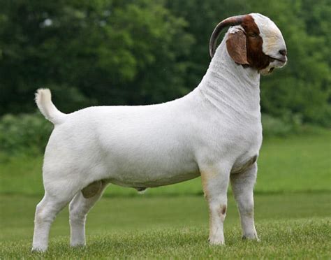 Meat Goat Farming Information Guide In India Agri Farming