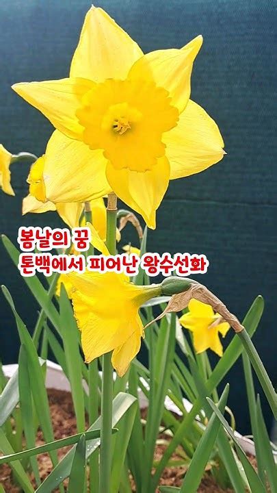 봄날의 꿈 톤백에서 피어난 왕수선화 Youtube