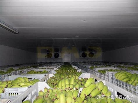 30吨香蕉在冷库中存放的技巧 200立方香蕉冷库要多少钱 知乎