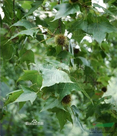 枫香，枫香价格，枫香树价格枫香，枫香价格，枫香树价格图片库南京宏武雪松基地园林网
