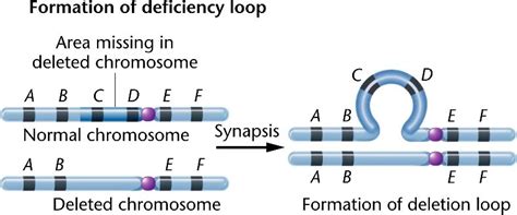 Deletion Uvm Genetics And Genomics Wiki