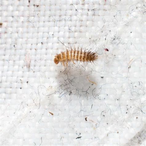 Carpet Beetle Frass