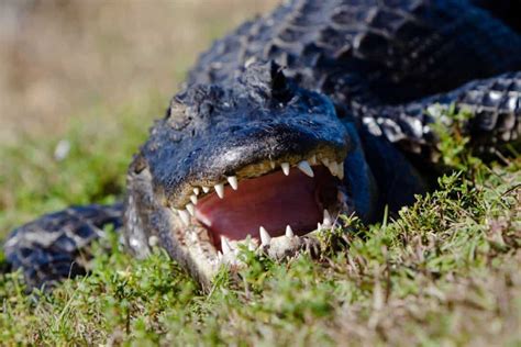 Alligator Teeth Explained Everything You Need To Know Nature And Wildlife Tv Explore
