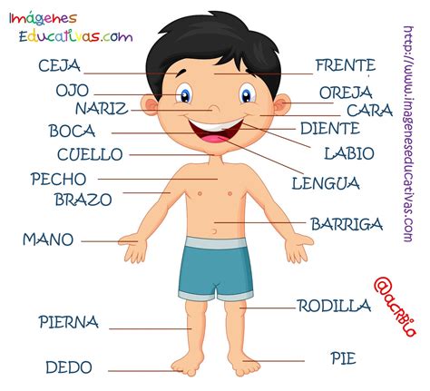 Sgblogosfera María José Argüeso Cuerpo Humano Conocemos Y Trabajamos