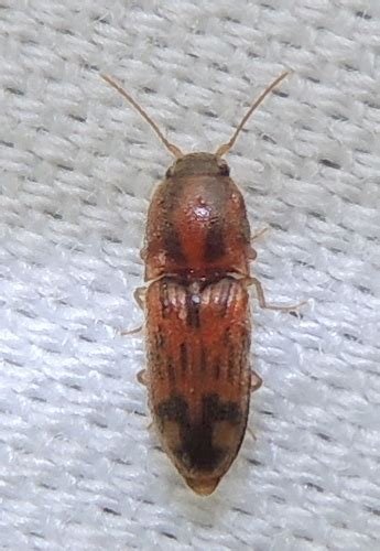 Monocrepidius Bellus · Inaturalist
