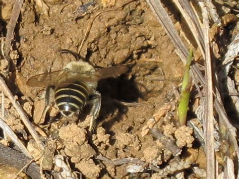 Blue Jay Barrens Native Bee Swarm