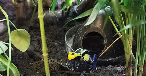 Dendrobates Tinctorius Robertus Album On Imgur