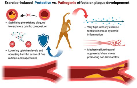 Coronary Plaque In Athletes