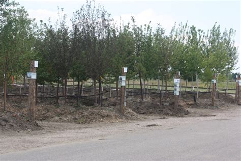 Pine Sawfly Outbreak Ravages Front Range Pine Lane Nursery In Parker