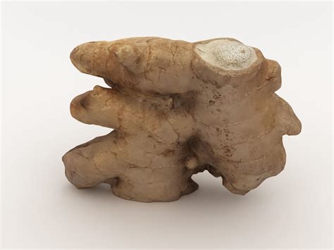 Root Ginger 3d Model Cgtrader Root Ginger 3d Model Cgtrader
