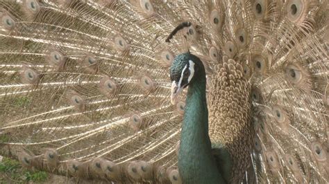 Peacocks Uk One Of The Uks Largest Peafowl Farms All Breeds Of