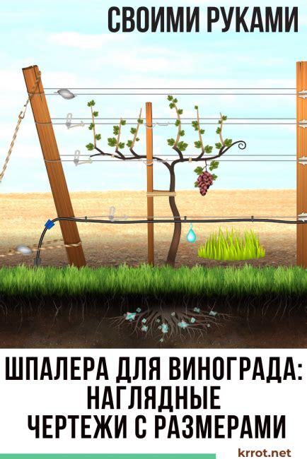 шпалера для винограда своими руками чертежи и фото на даче фото