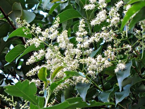 Selección De Los Mejores árboles De Sombra Y Poca Raíz Para Jardines